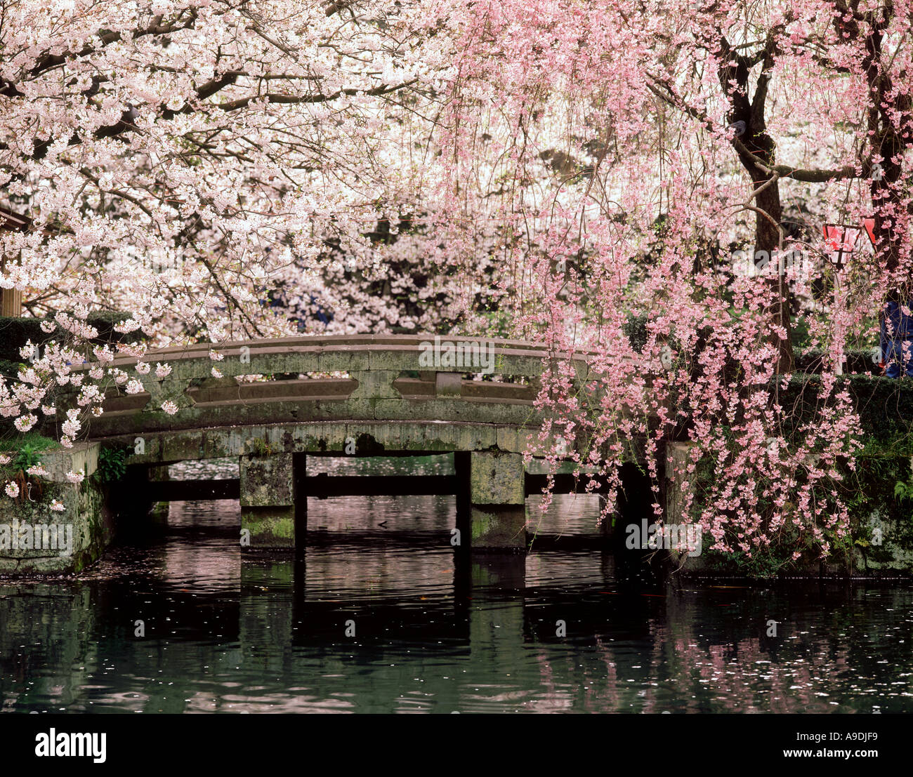 Mishima Taisha Shizuoka Japan Stock Photo - Alamy