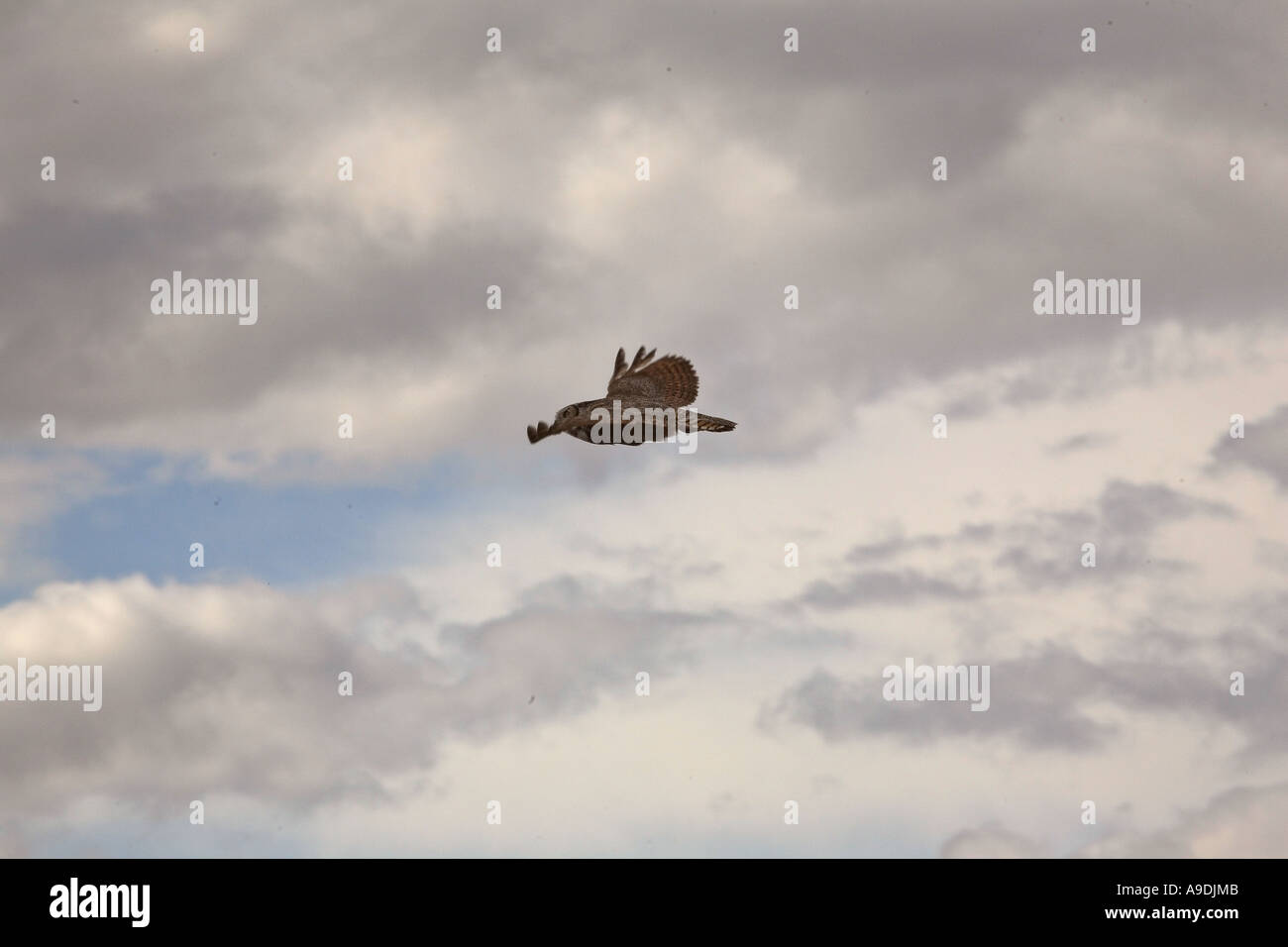A Great Horned Owl in flight in scenic Saskatchewan Canada Stock Photo ...