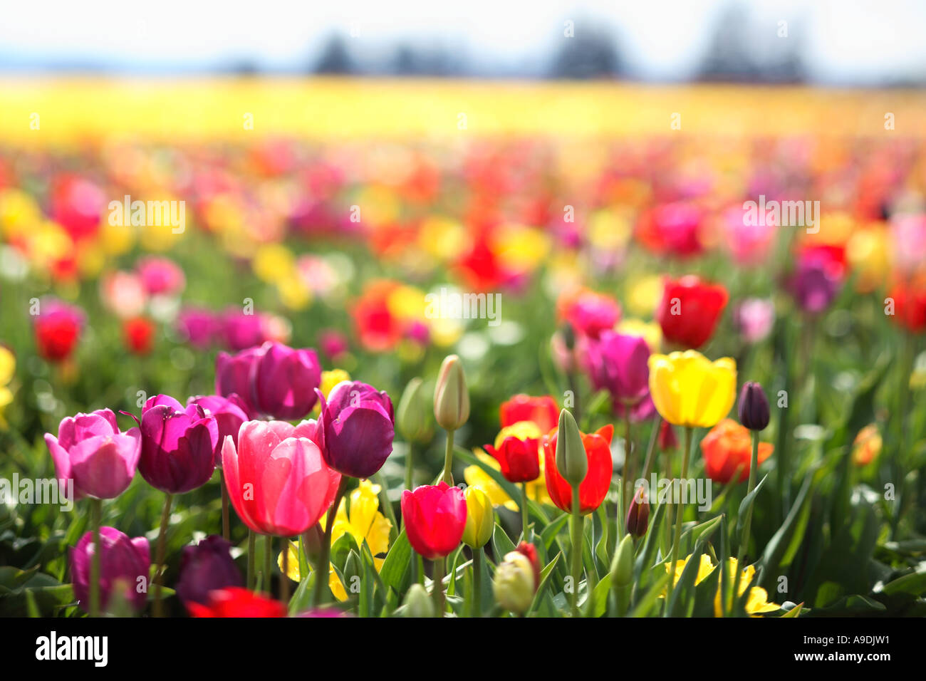 The field hi-res stock photography and images - Alamy