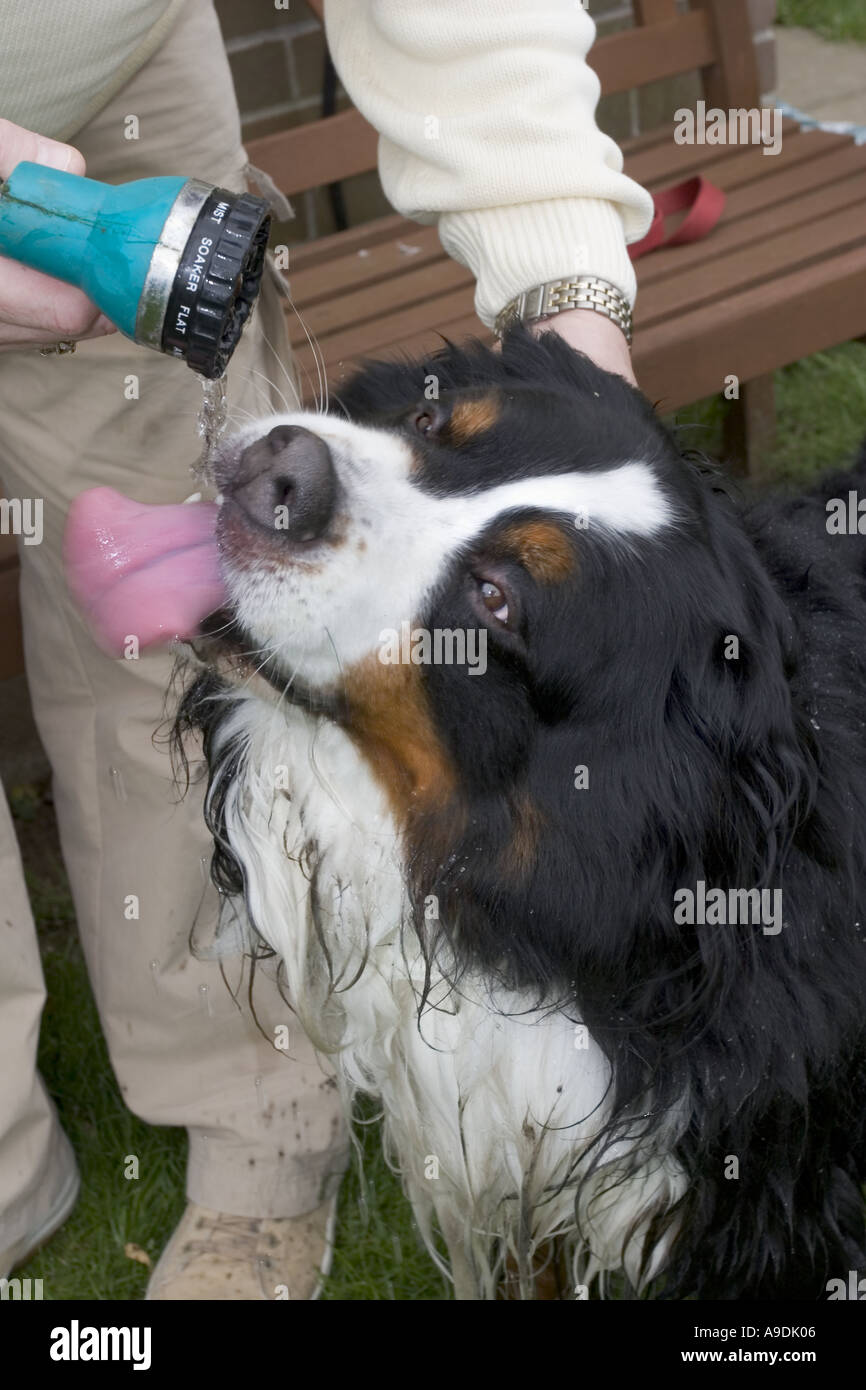 Dog lapping water tongue hi-res stock photography and images - Alamy