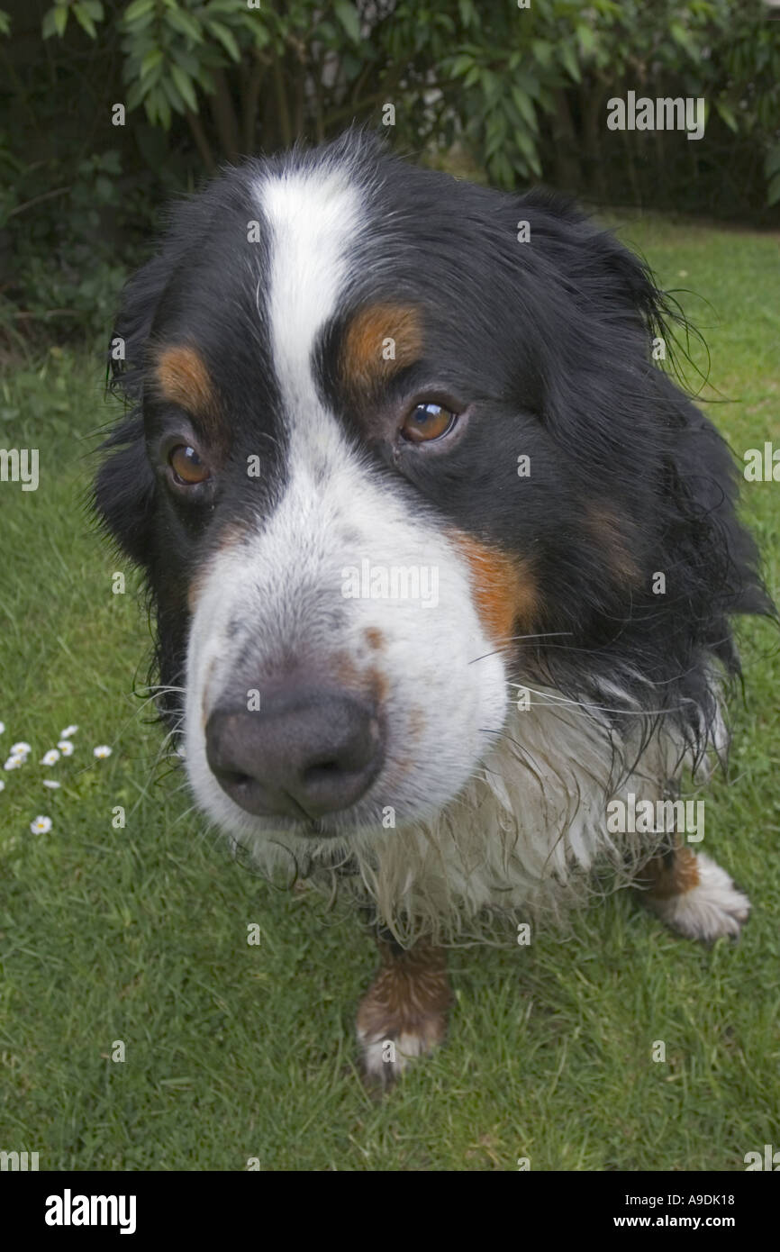 Bernese Mountain dog looking soppy after getting wet in river Stock ...