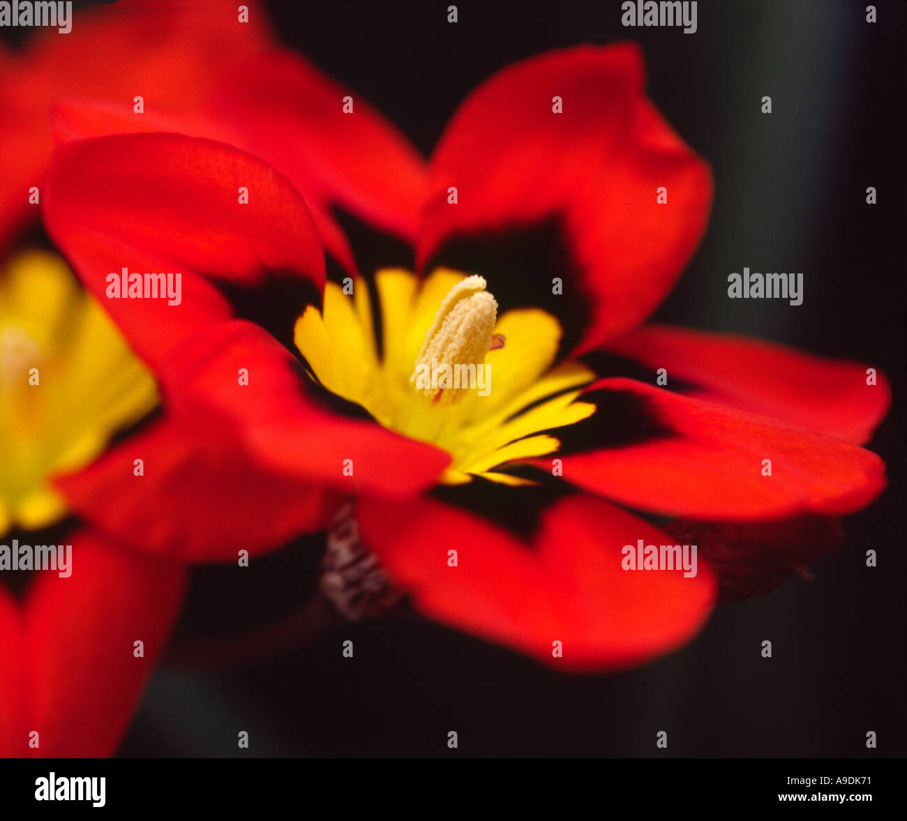 Sparaxis harlequin flower hi-res stock photography and images - Alamy