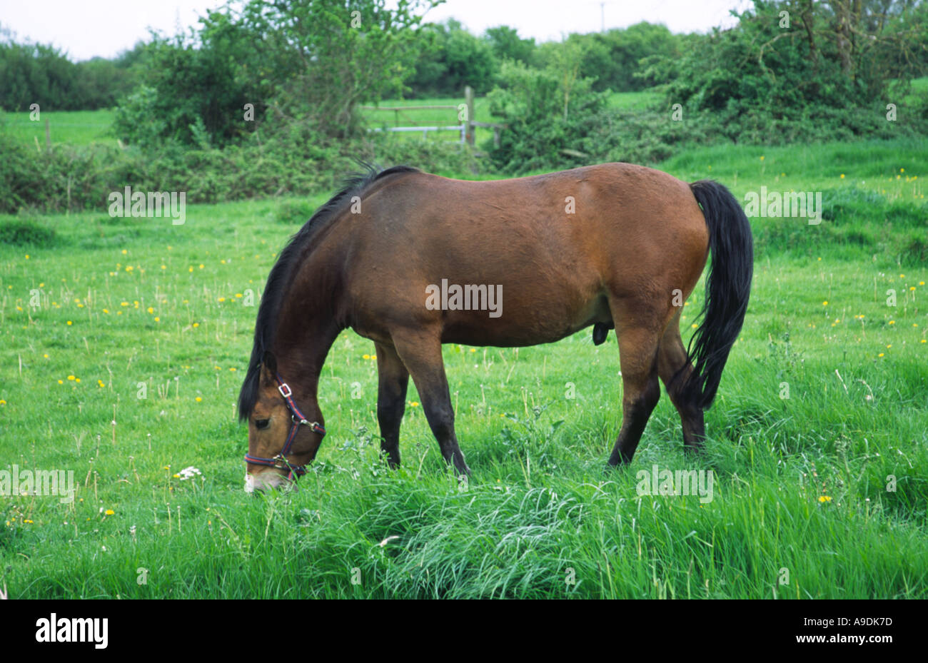 Field with horse grazing hi-res stock photography and images - Alamy