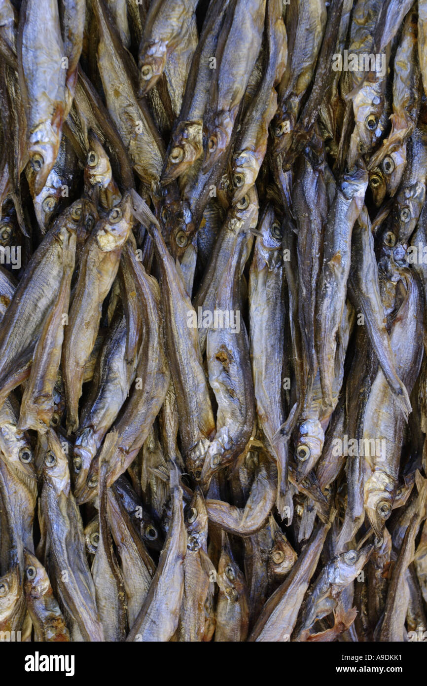 Sardine fish collection hi-res stock photography and images - Alamy