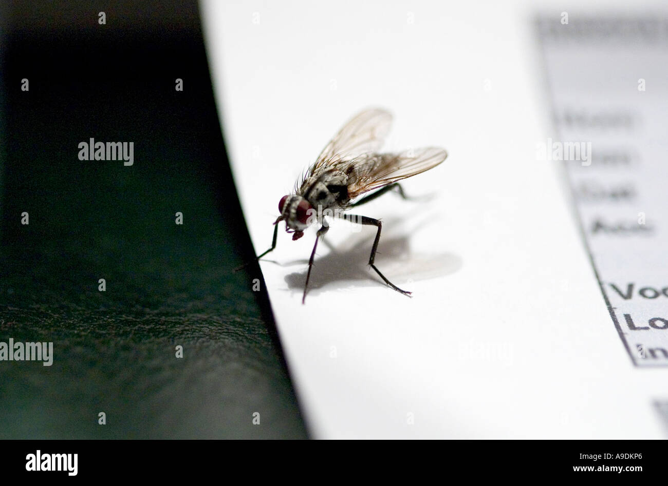 Fly on paper hi-res stock photography and images - Alamy