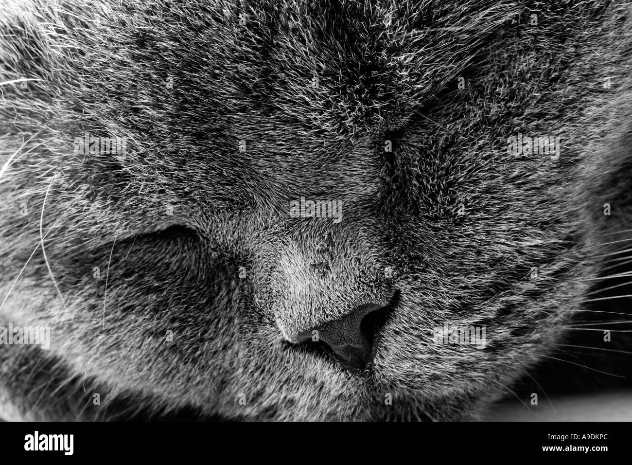 British nose Black and White Stock Photos & Images - Alamy