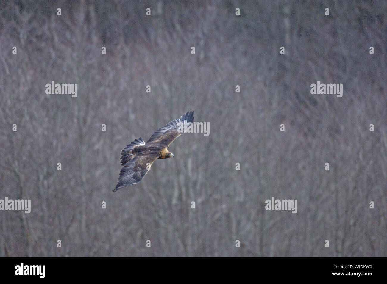 Golden Eagle In Flight Scotland