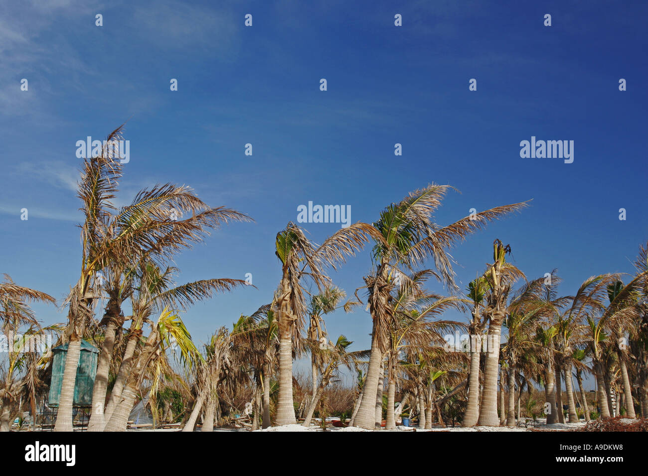 Damaged Palm Trees Stock Photos & Damaged Palm Trees Stock Images - Alamy