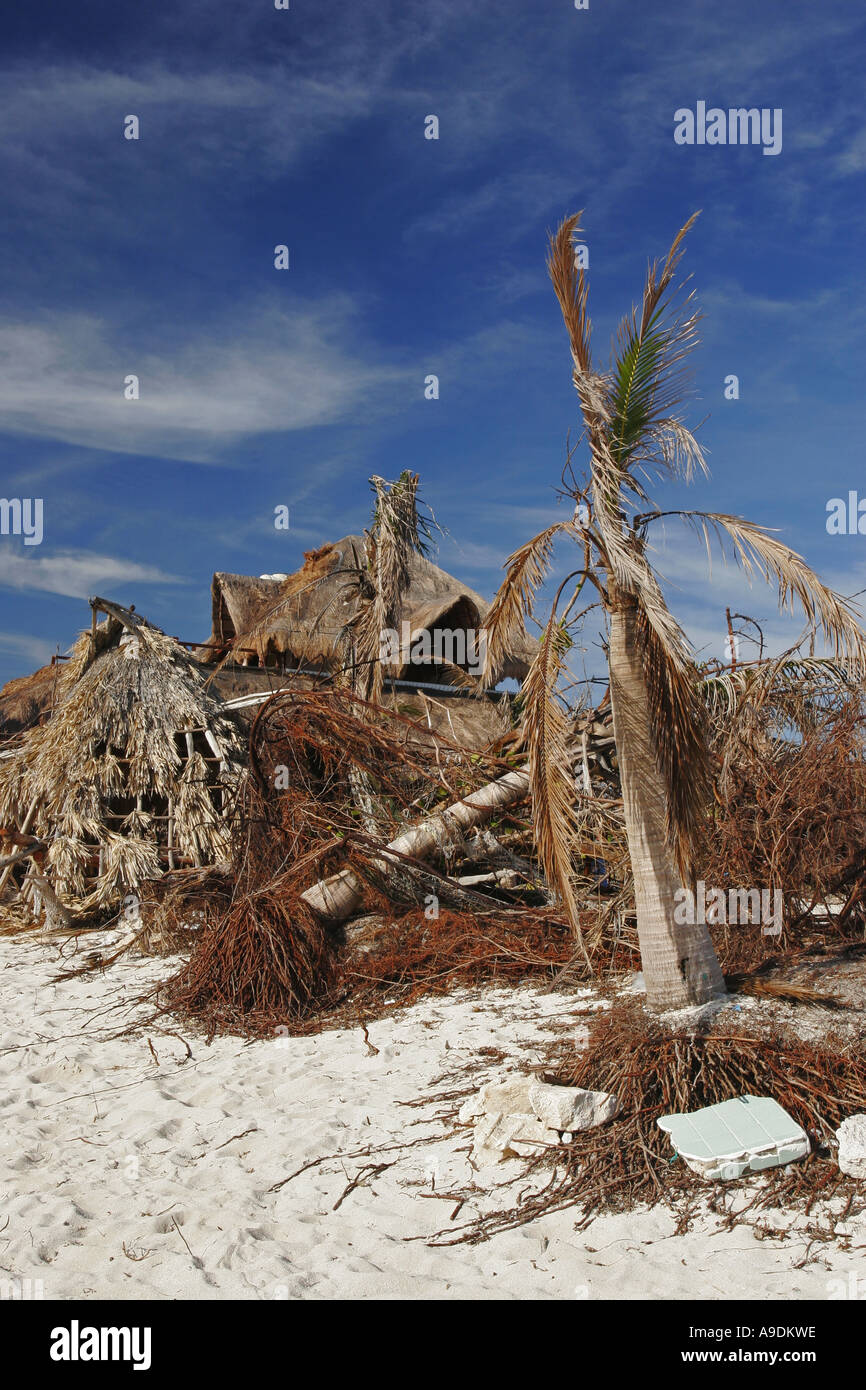 Hurricane wind palm mexico hi-res stock photography and images - Alamy