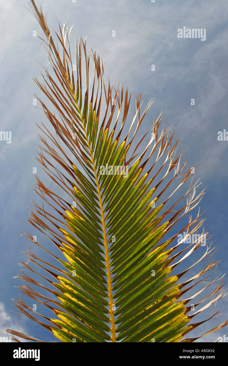 Damaged palm tree, Cozumel, Mexico Stock Photo - Alamy