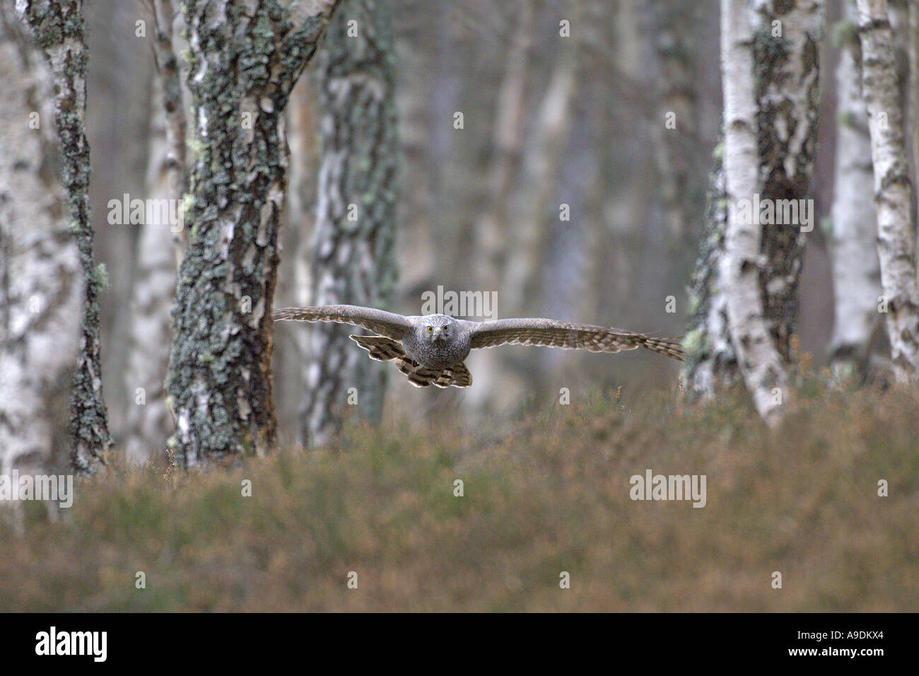 Accipiter gentilis forest hi-res stock photography and images - Alamy