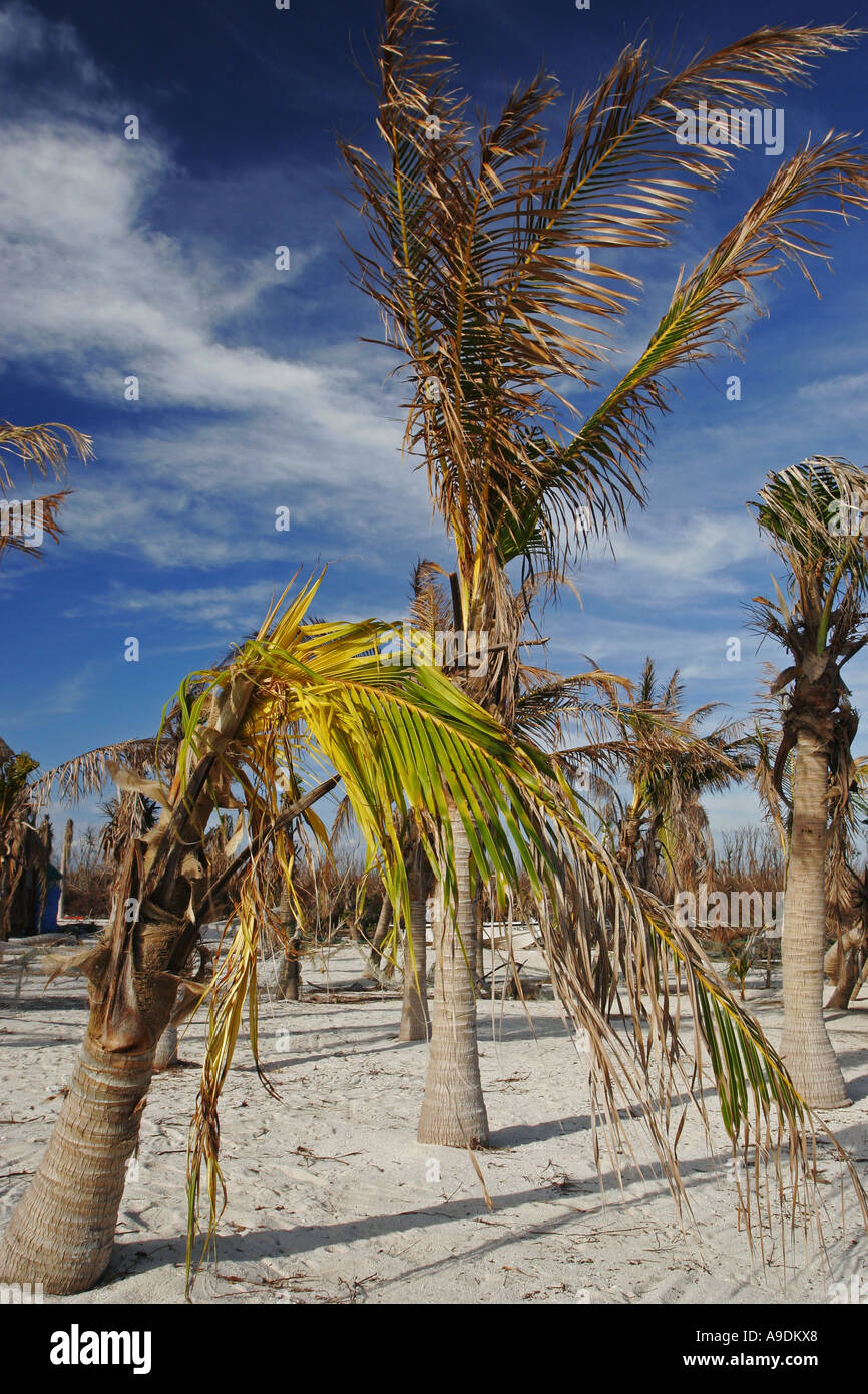Damaged palm trees, Cozumel, Mexico Stock Photo - Alamy