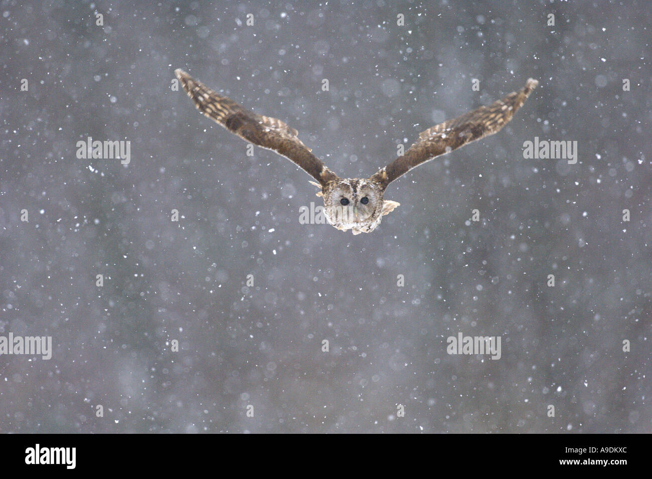 Tawny owl Strix aluco adult flying through snow shower Scotland Captive ...