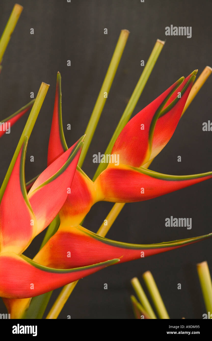 A Heliconia flower Stock Photo - Alamy