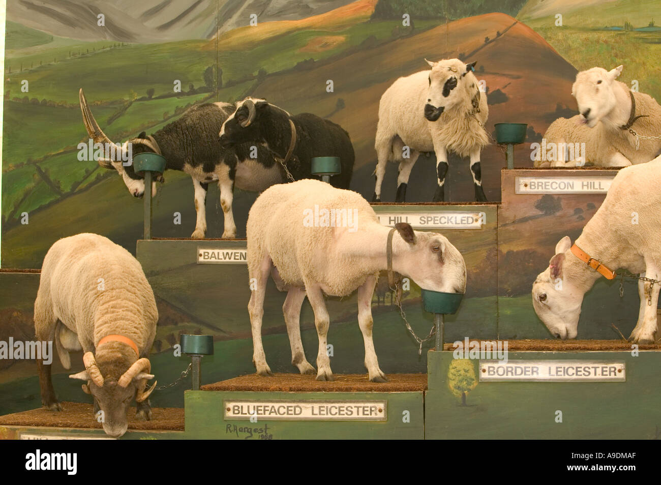 Different breeds of sheep on display Stock Photo - Alamy