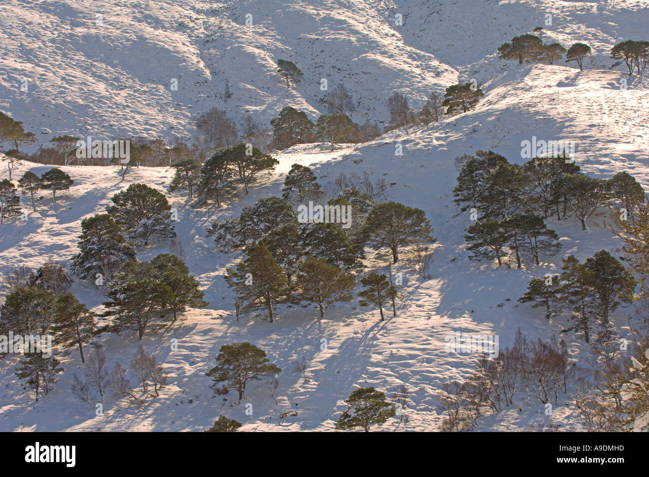 Scots pine trees Pinus sylvestris in winter snow Alladale Sutherland ...