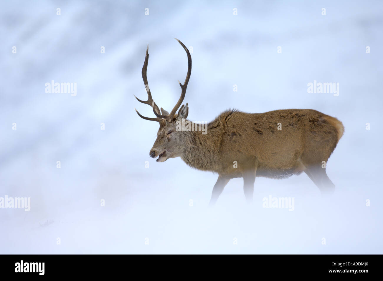 Red deer Cervus elaphus stag in winter snow Alladale Sutherland ...