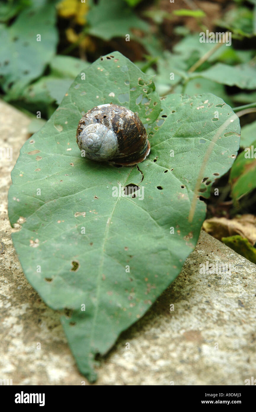 Snail leaf hole hi-res stock photography and images - Alamy