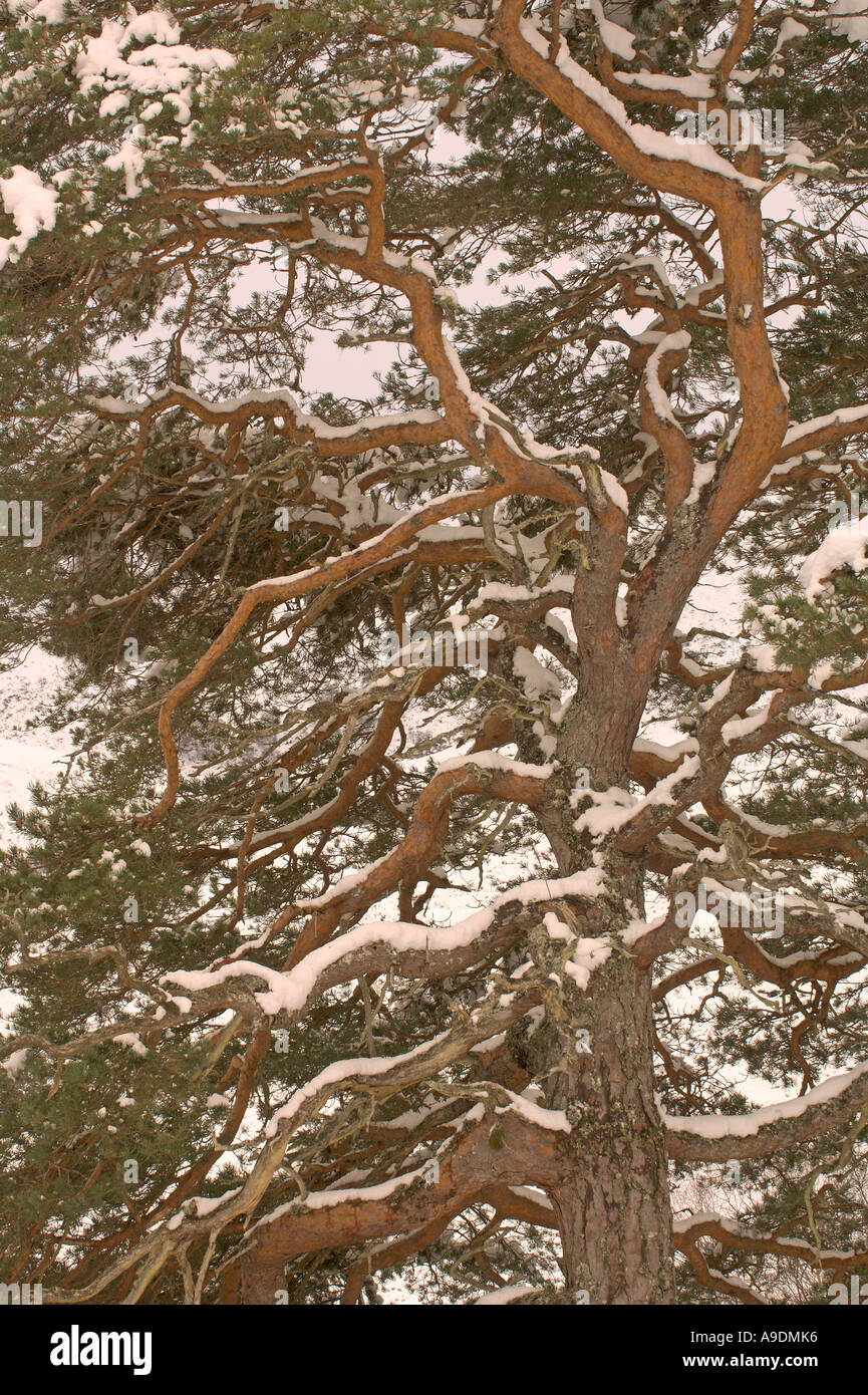 Scots pine tree Pinus sylvestris in winter snow Alladale Sutherland ...