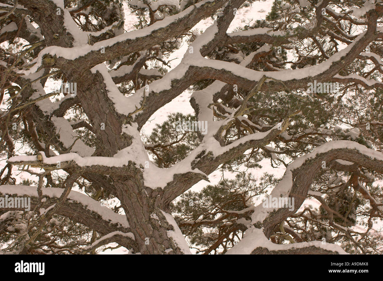 Scots pine tree Pinus sylvestris in winter snow Alladale Sutherland ...
