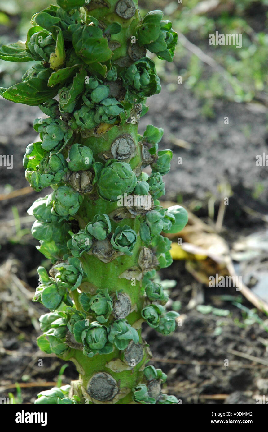 sprouts growing in garden Stock Photo - Alamy