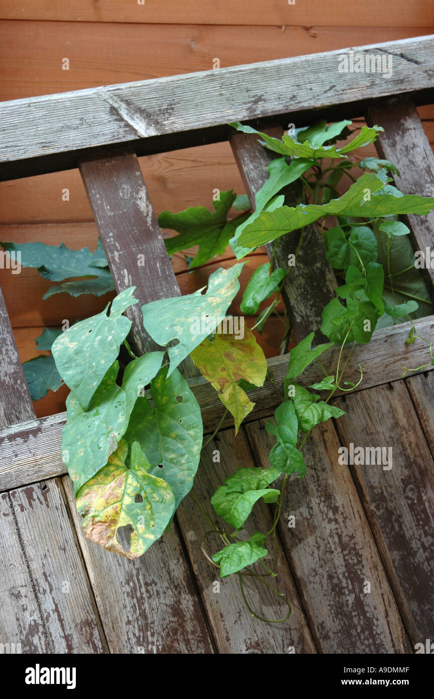 Weeds climbing a gate Stock Photo - Alamy