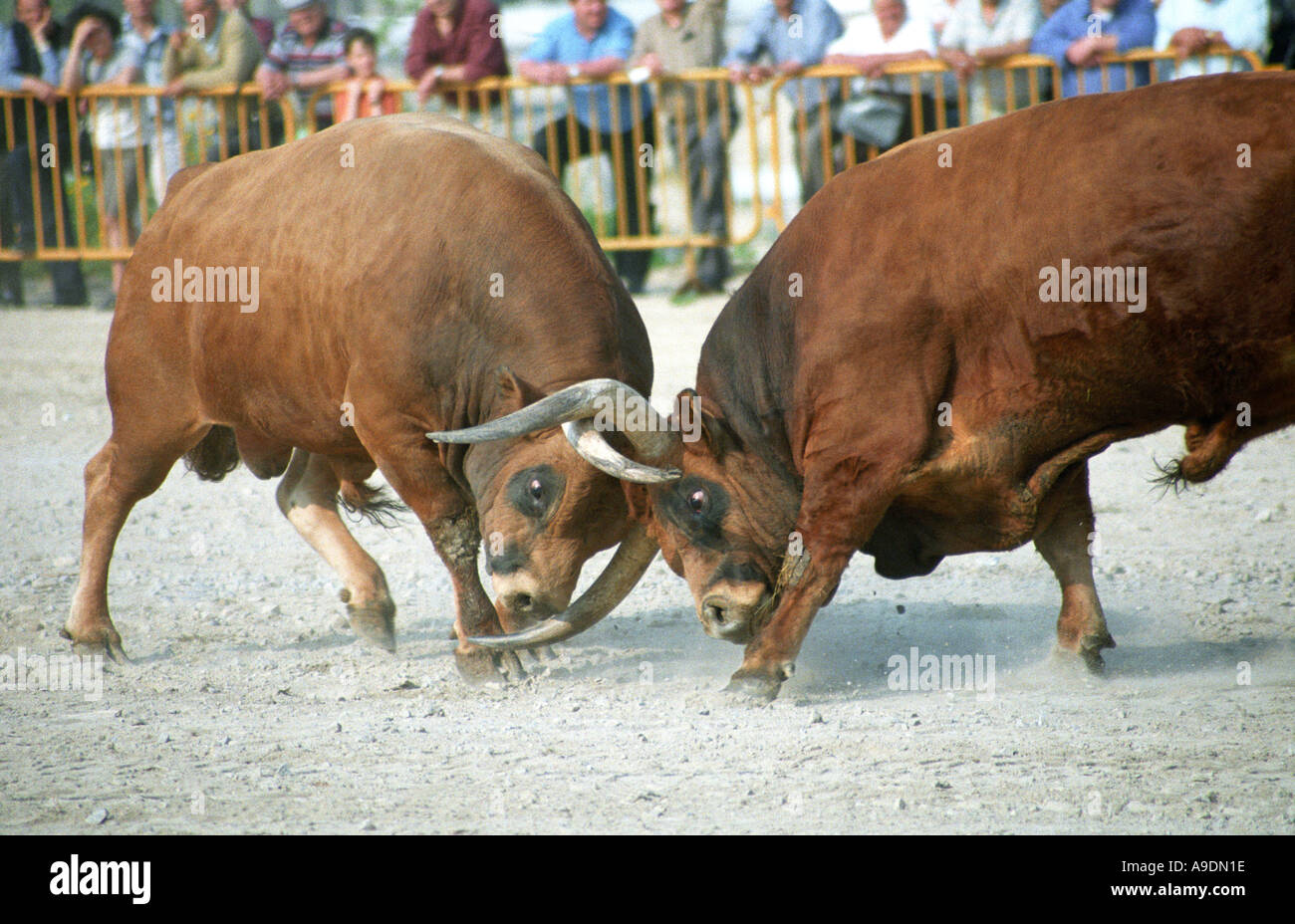Names For Bull Fighting at Indiana Seery blog