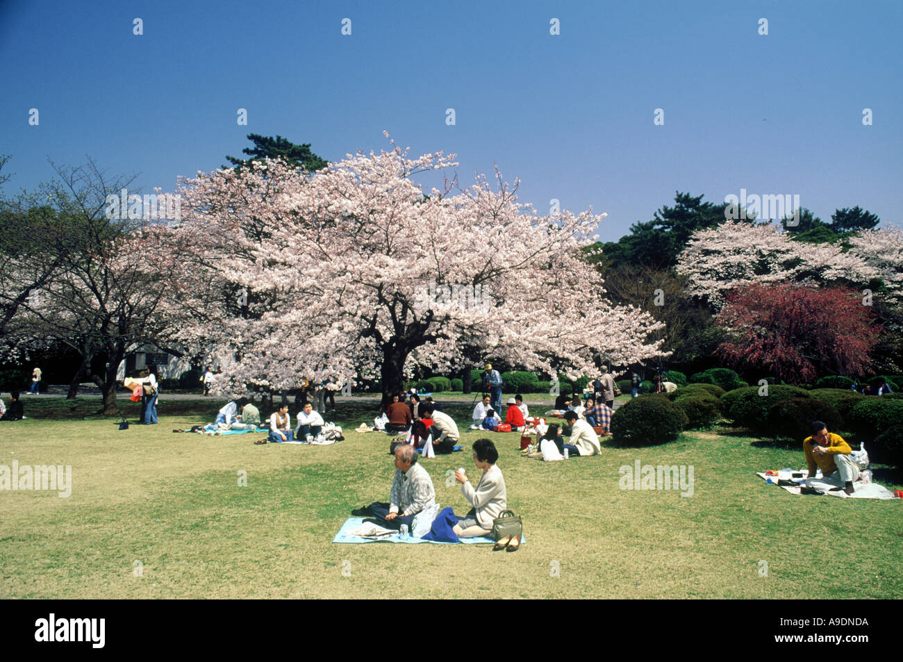 Picnic under cherry blossoms hi-res stock photography and images - Alamy
