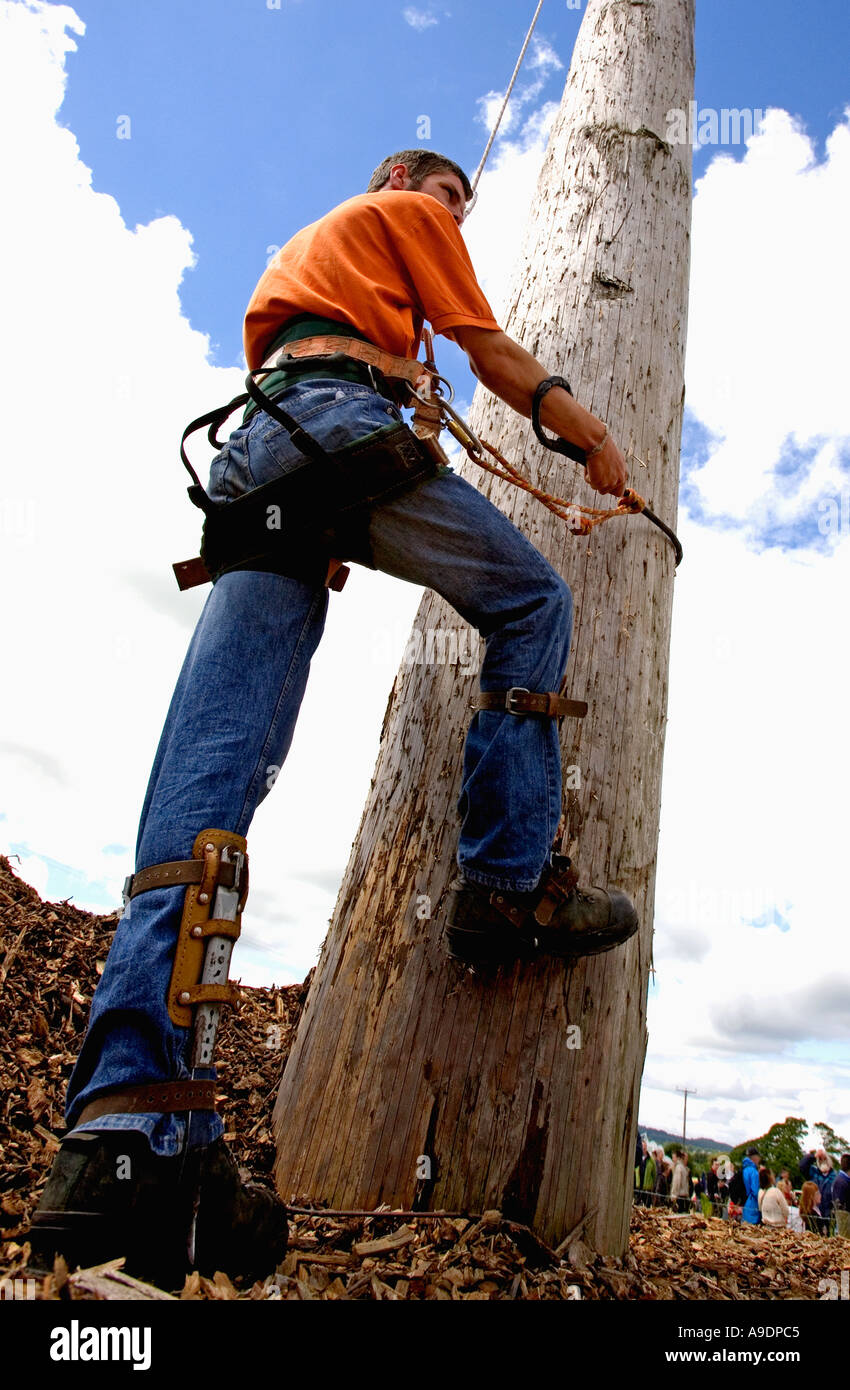 Tree climbing race North Wales 2005 Stock Photo - Alamy