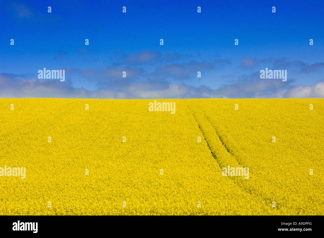Yellow oil-seed rape field with tramlines stretching towards the ...