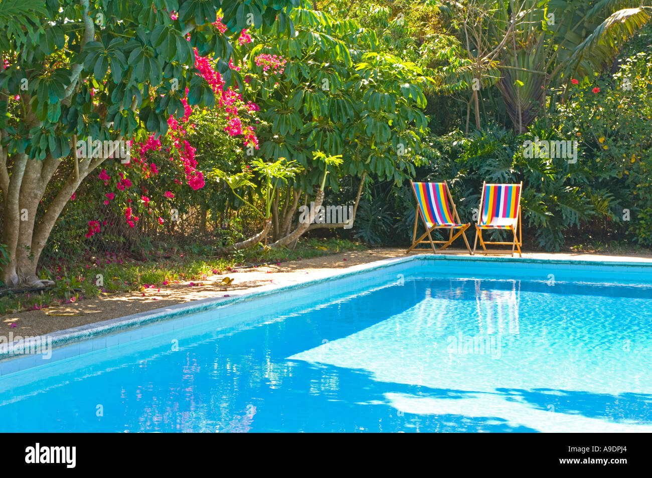 tropical blue swimming pool surrounded by tropical foliage in Florida ...