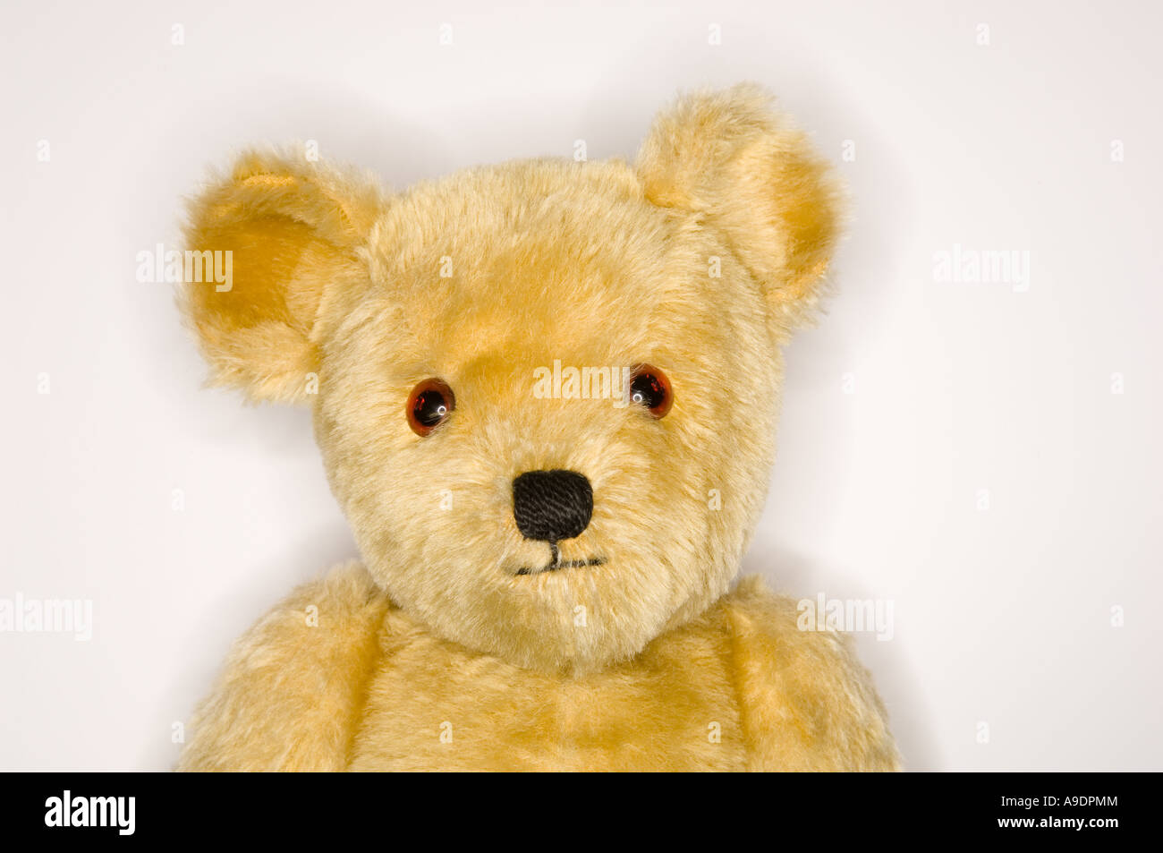 Traditional Teddy Bear, close-up of face on a white background shoot ...