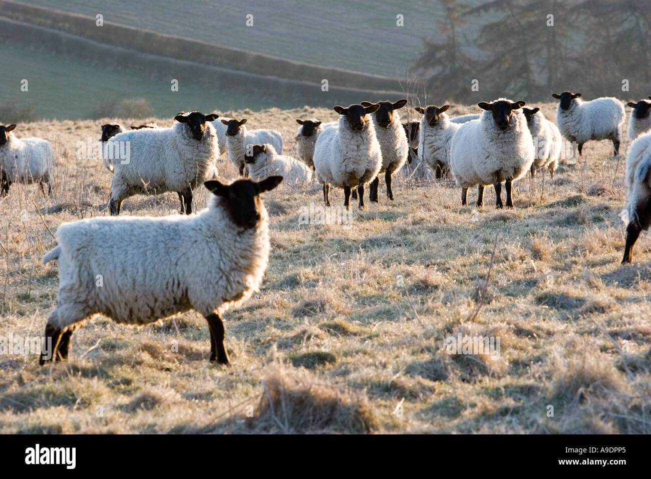 Fyfield winter hi-res stock photography and images - Alamy