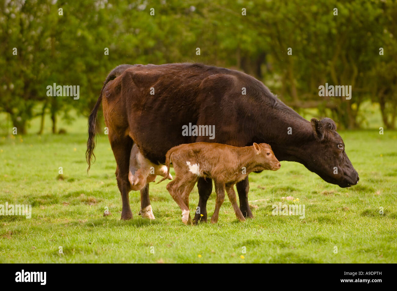 Brown cow with hours-old calf standing in a grass field Stock Photo - Alamy