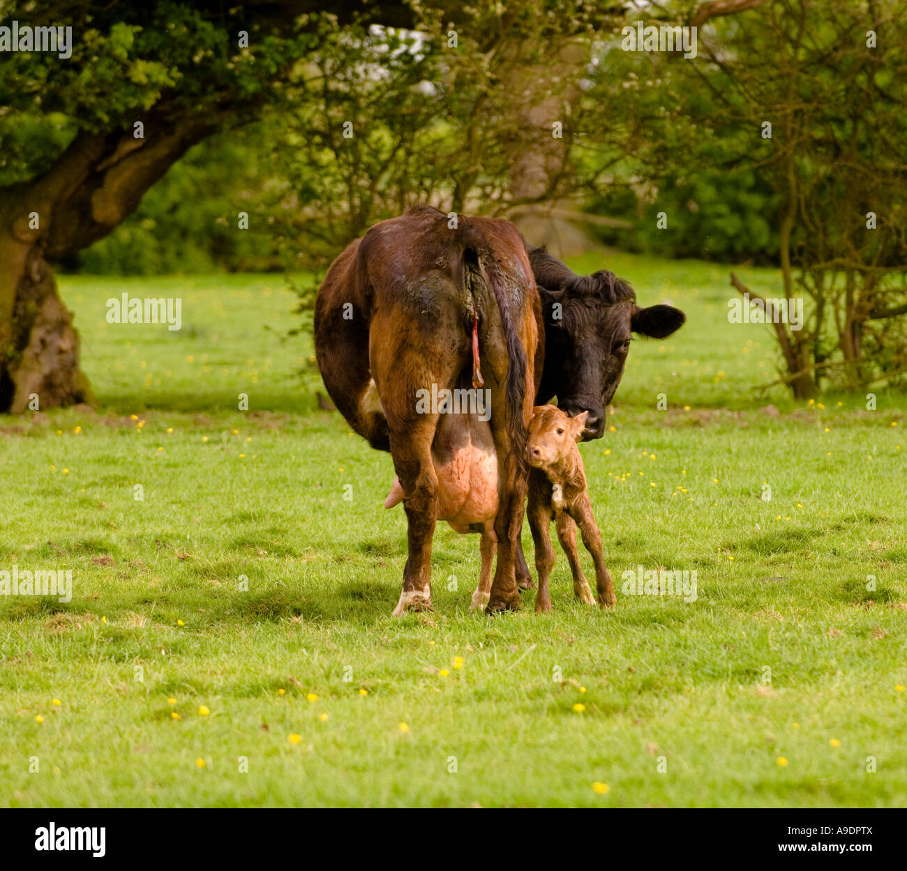 Cow and newly born calf Stock Photo - Alamy