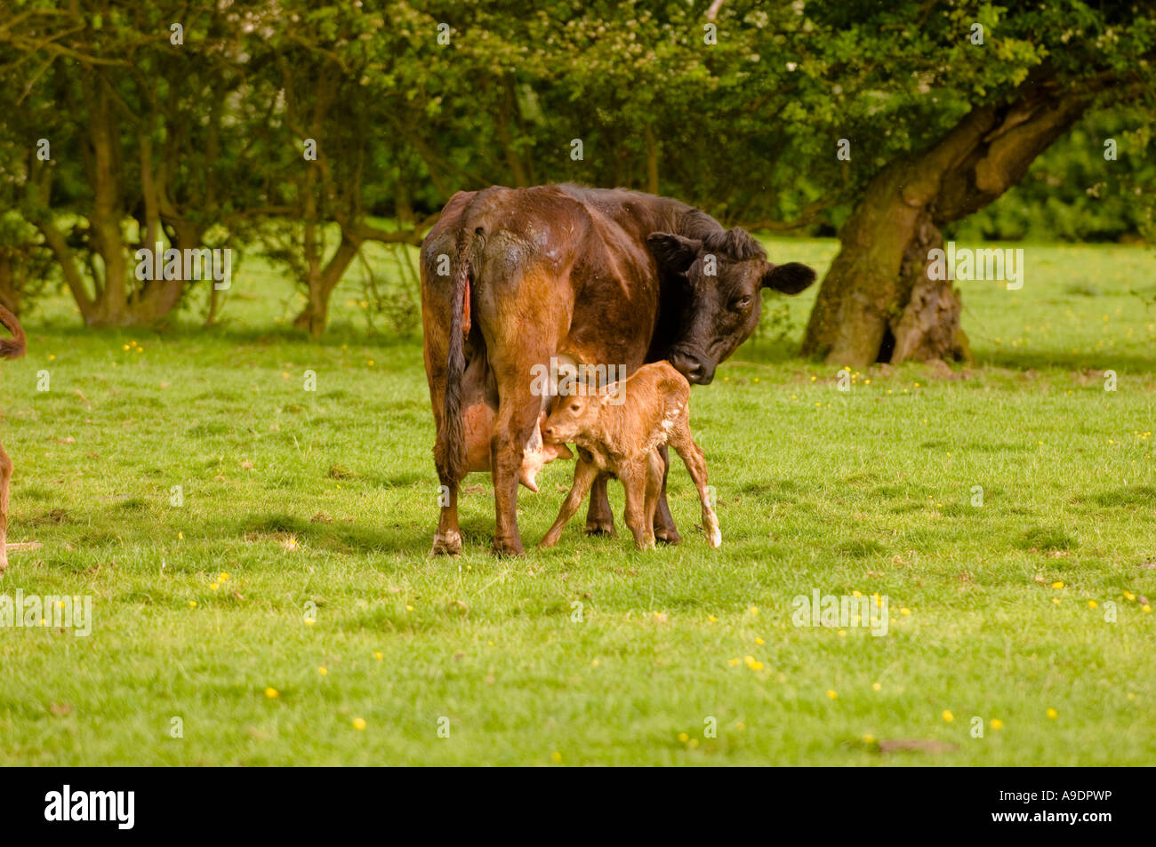 Cow with just born hi-res stock photography and images - Alamy