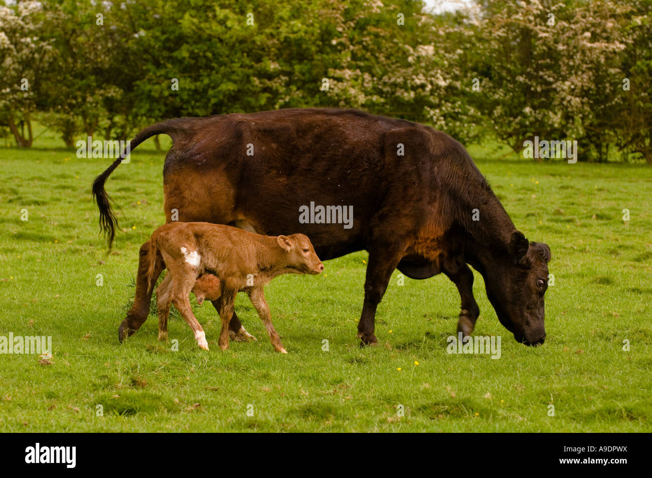 Cow and hours-old calf in a UK grass field Stock Photo - Alamy