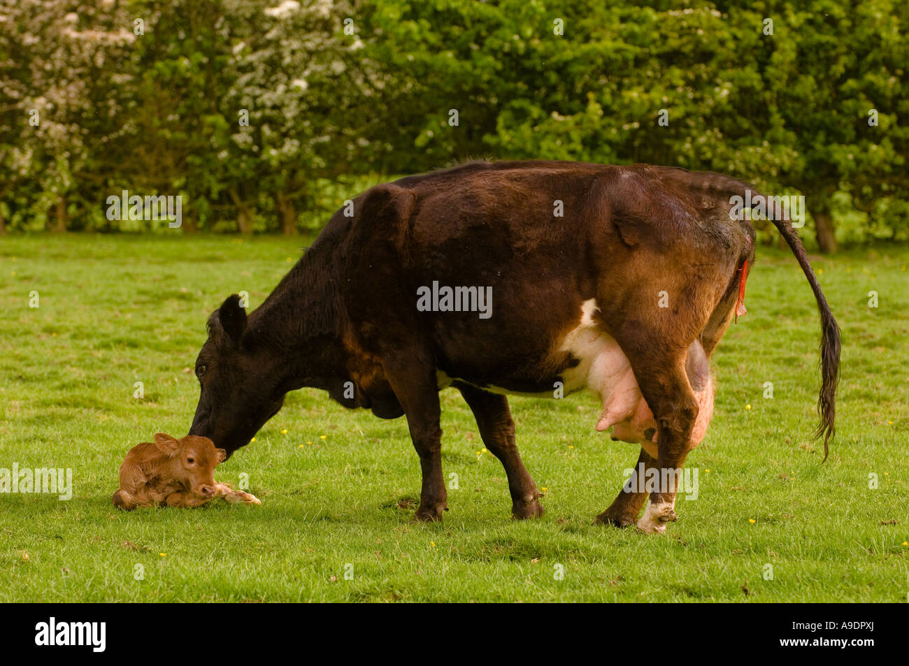 Gently nudging hi-res stock photography and images - Alamy