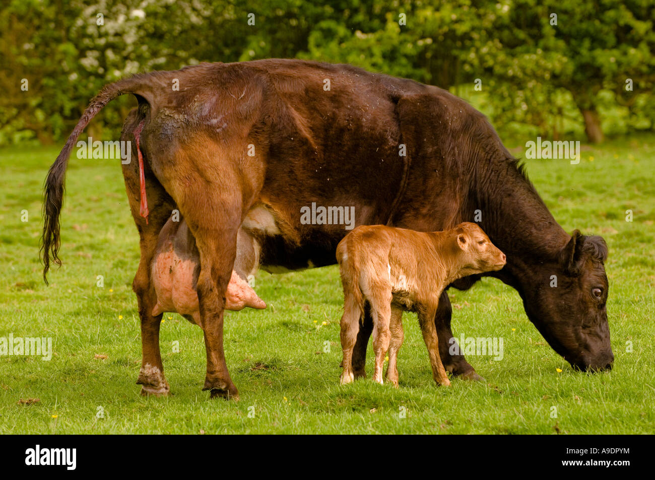 Placenta still visible hi-res stock photography and images - Alamy