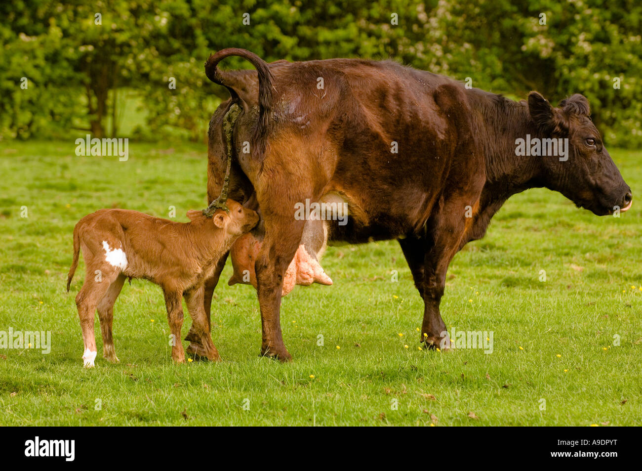 Cow defecates on the head of her hours-old calf whilst it tries to ...