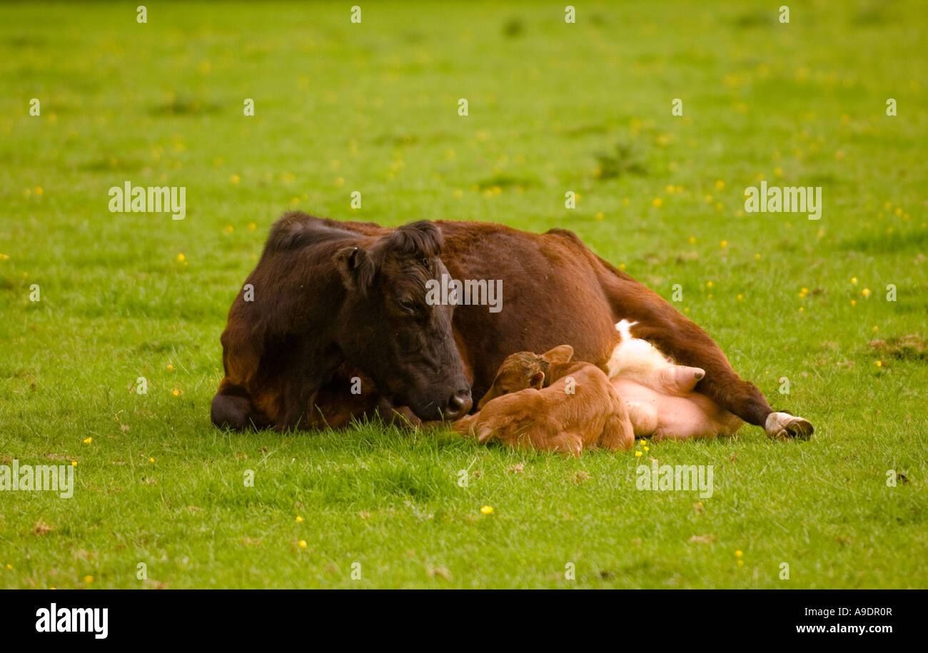 Brown cow nurturing her sleeping newly born calf in a UK field Stock ...