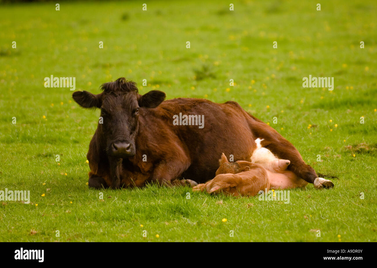 Brown cow sitting on the grass ruminating with its sleeping calf Stock ...