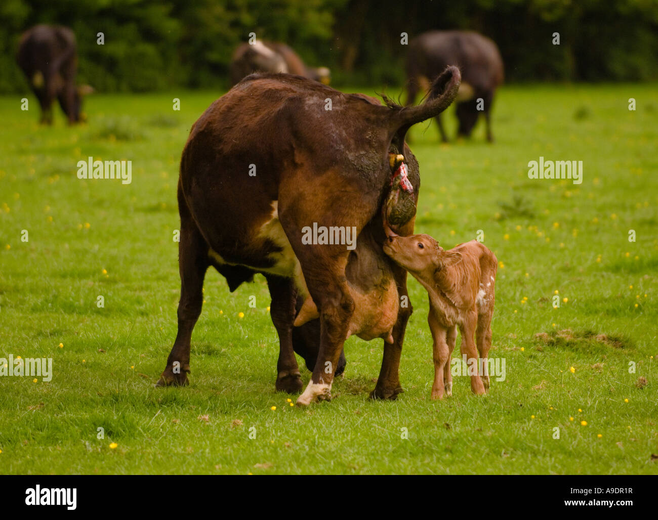 Newly born calf hi-res stock photography and images - Alamy