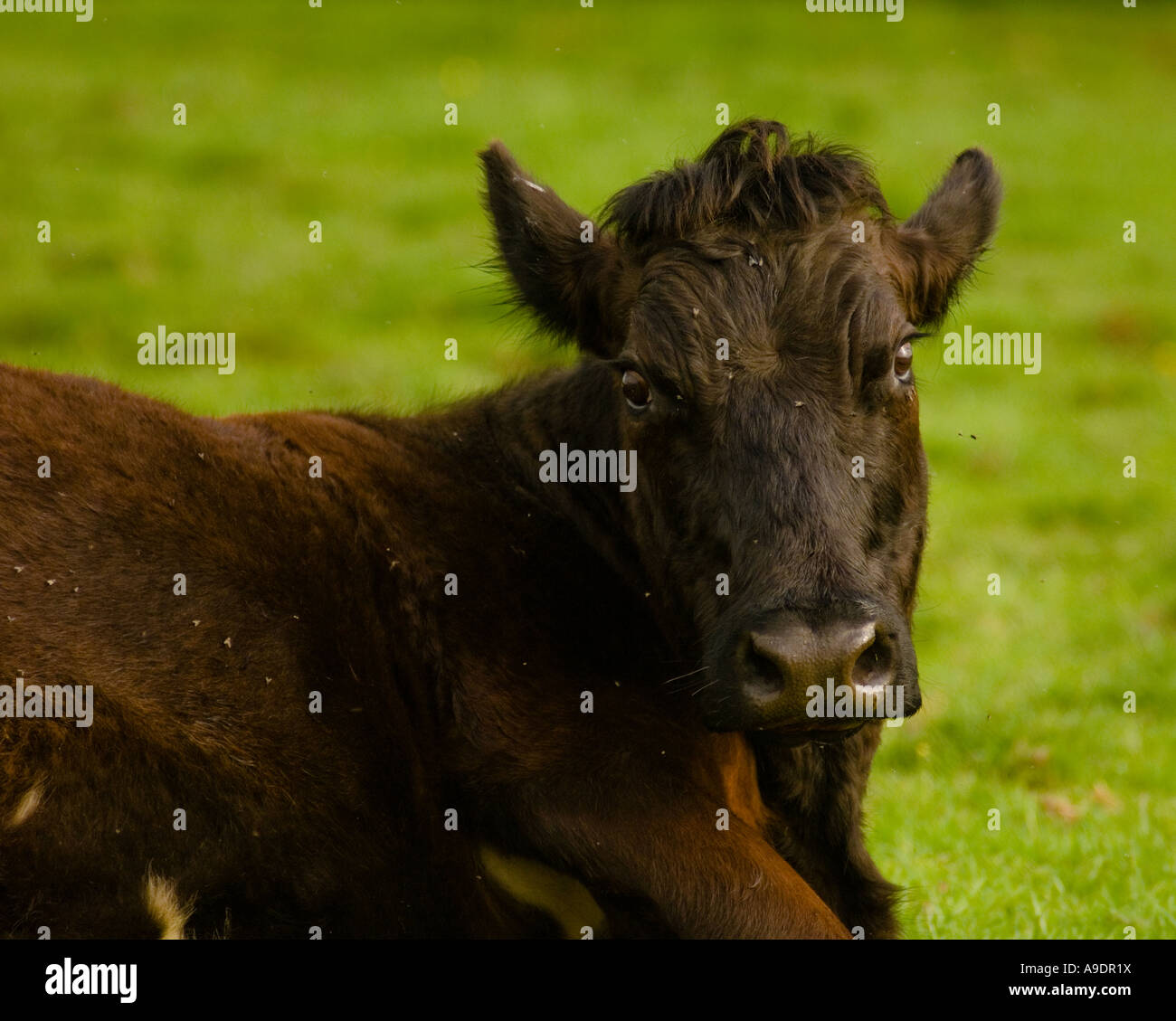 Dark brown cow sitting in a lush green field looking toward the camera ...