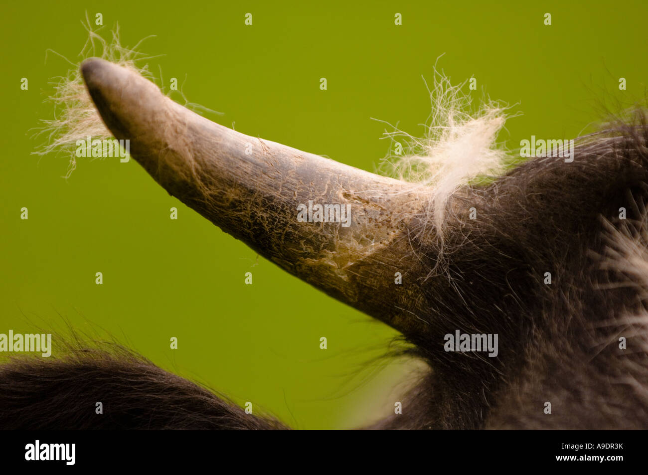 Close-up of a black cow's horn seen again a grassy green background ...