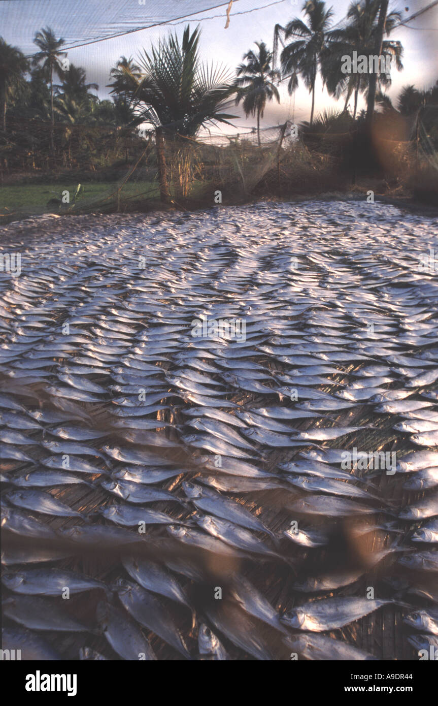 GOA Fish drying in Benaulim Stock Photo - Alamy
