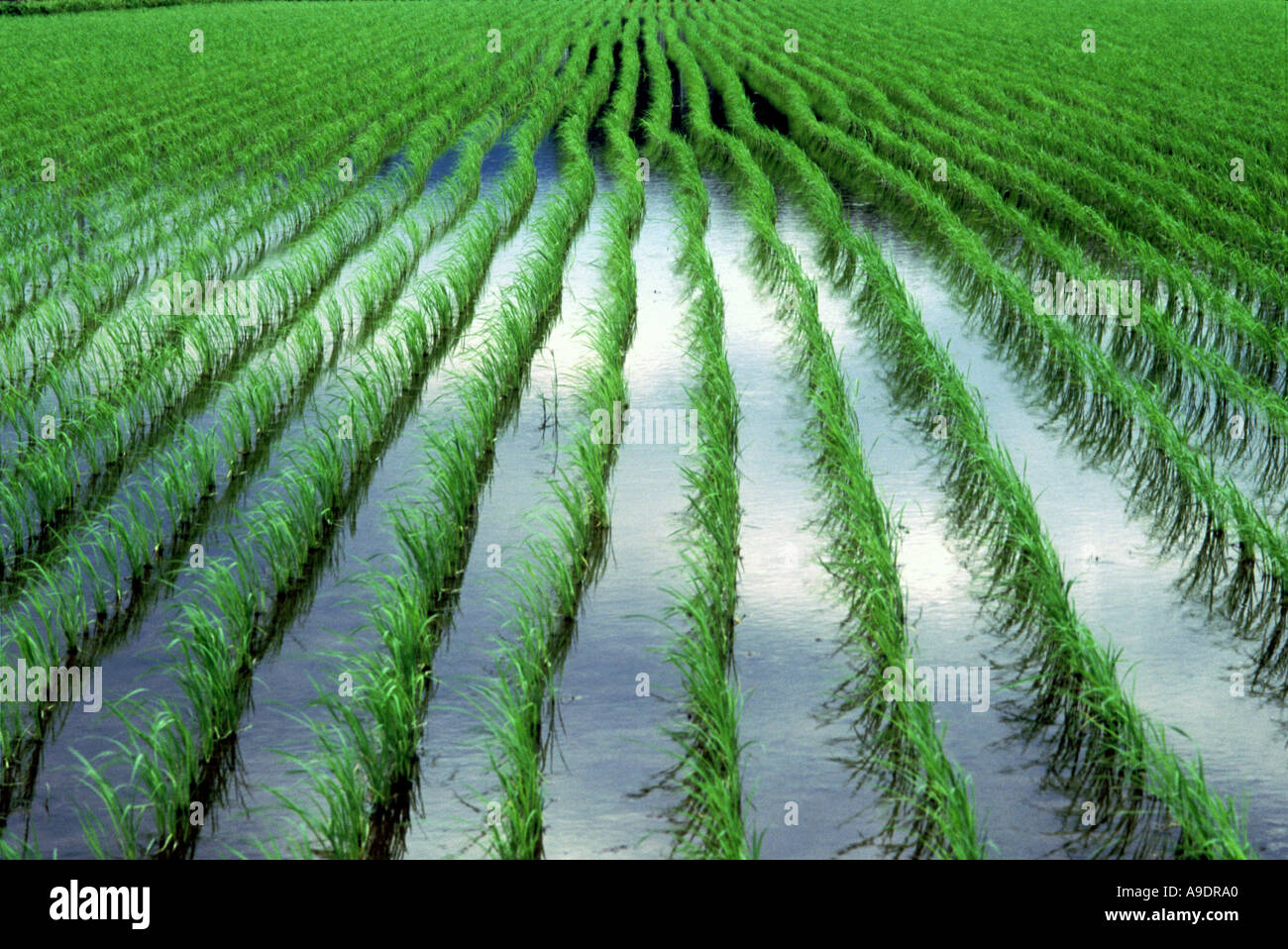 Paddy industry hi-res stock photography and images - Alamy