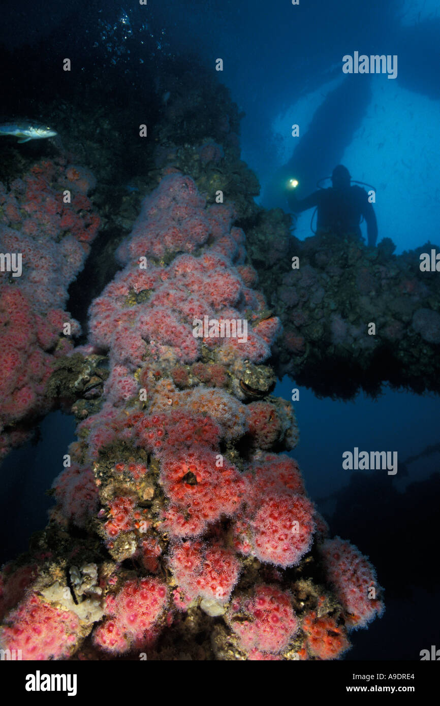 Oil rig and underwater hi-res stock photography and images - Alamy
