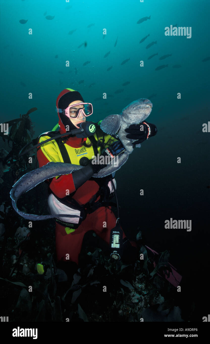 la3148 SCUBA DIVER WITH WOLF EEL Anarrhichthys ocellatus BRITISH ...