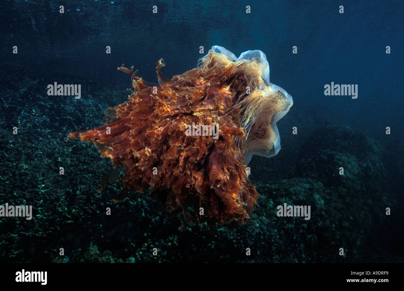 Lions mane jelly fish hi-res stock photography and images - Alamy